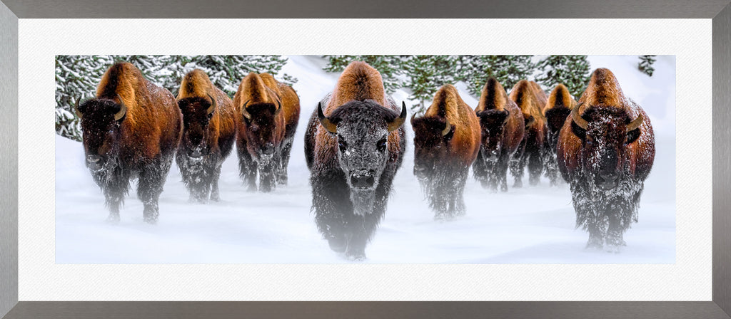 Peter Lik - Winter Reign | Yellowstone Bison Fine Art Photograph