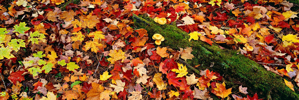 Autumn Palette - Fine Art Photograph by Peter Lik