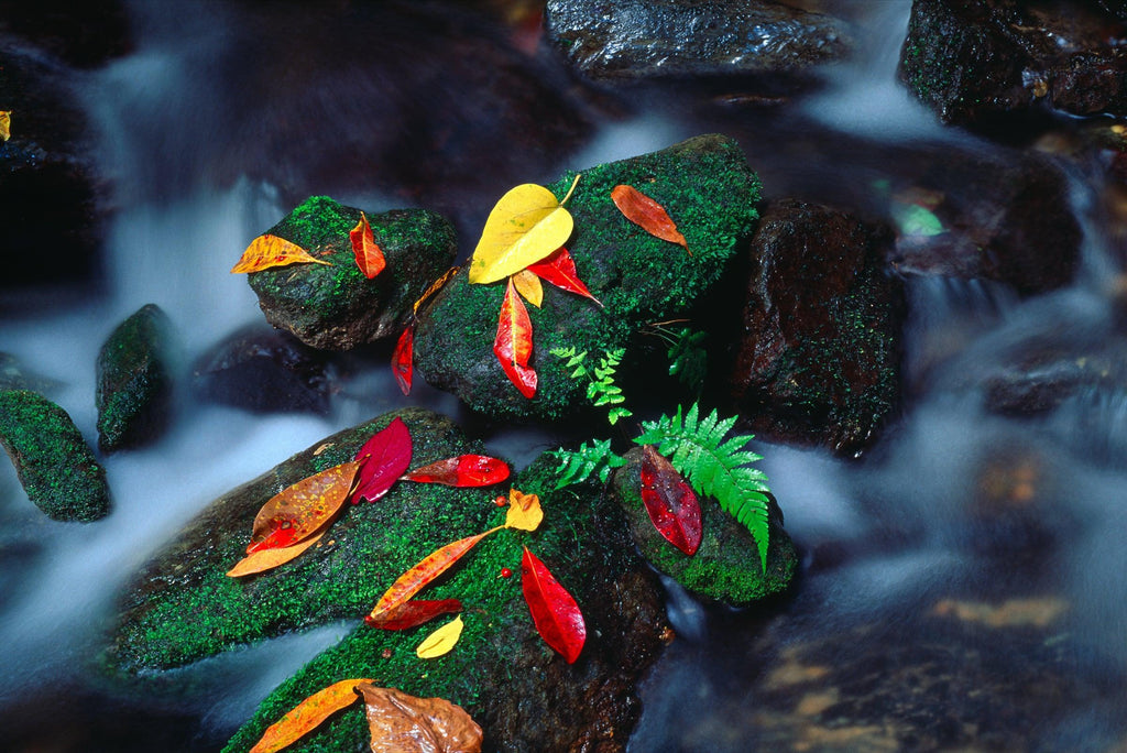 Autumn Stream - Fine Art Photograph by Peter Lik