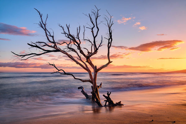 Tree on Coastal Rock at Sunset | Open Edition Print - Peter Lik