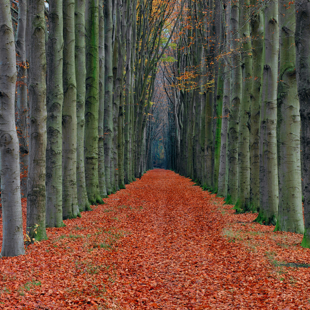 Deep Forest - Element Photo Pack by Peter Lik