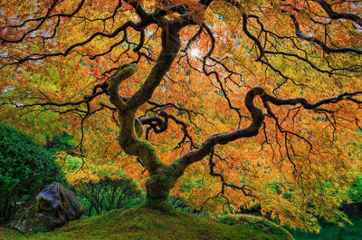 Heavenly Night. Fine Art Photograph by Peter Lik.
