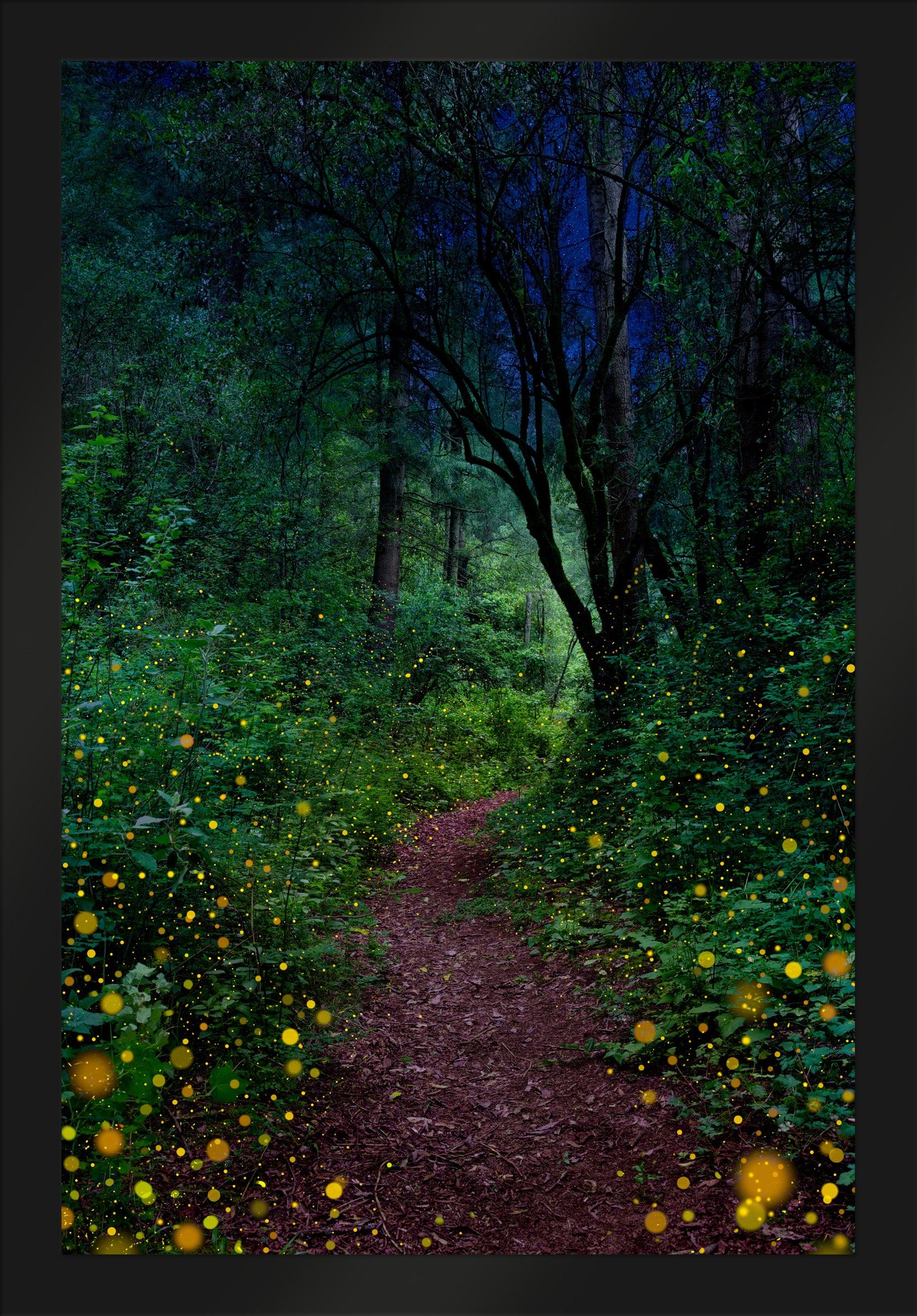 Fireflies At Night 5,100+ Firefly Night Stock Photos, Pictures