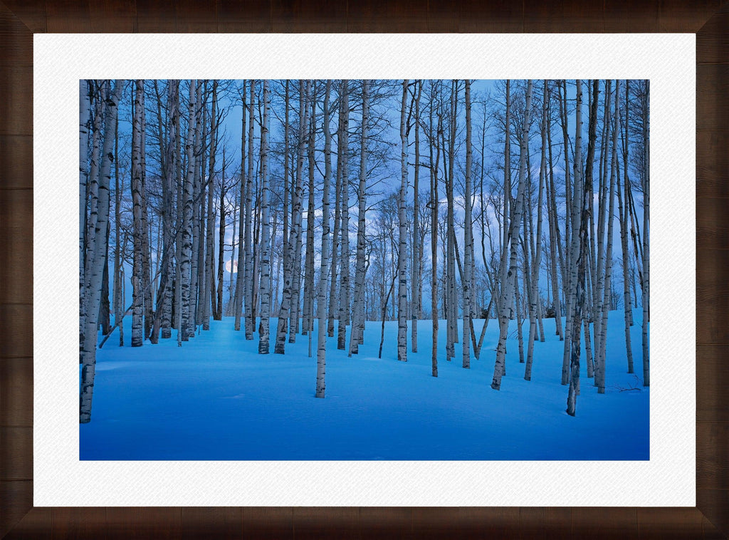Peter Lik - Moonlit Birches | Fine Art Photograph