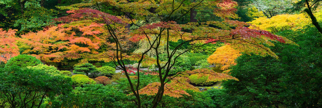Autumn Colors in Oregon | Open Edition Print - Peter Lik