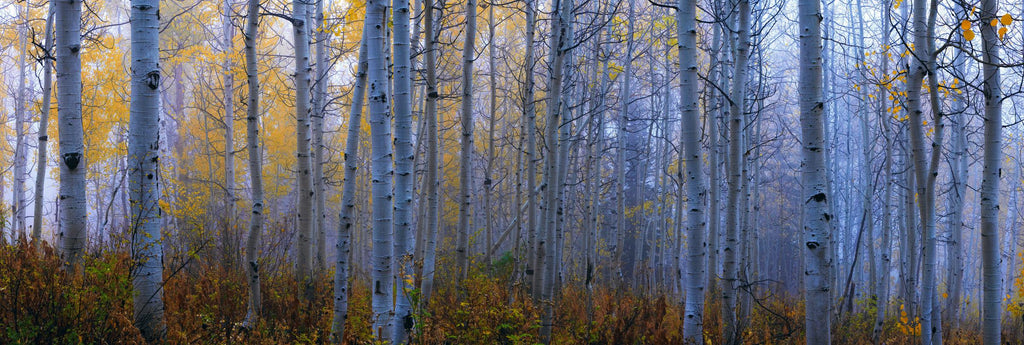 Autumn Forest in Utah | Open Edition Print - Peter Lik