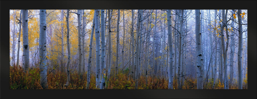 Open Edition #15. Landscape Photography by Peter Lik.