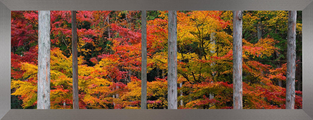 Autumn Forest Photography | Open Edition Print - Peter Lik